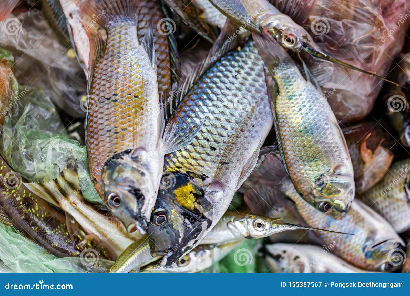 Fish stock image. Image of black, danger, fish, dying - 155387567