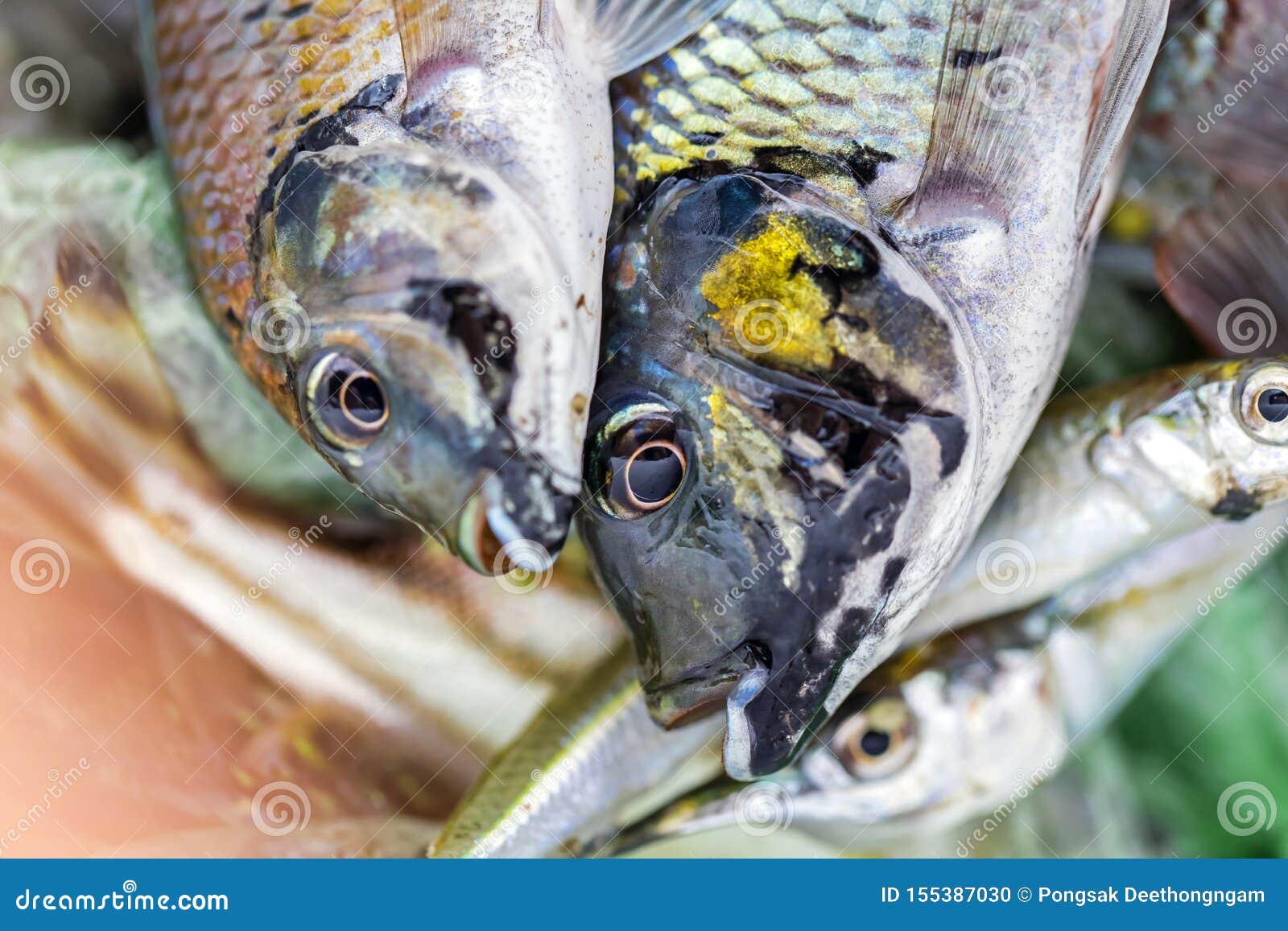 Fish are dying stock photo. Image of natural, fish, environment - 155387030