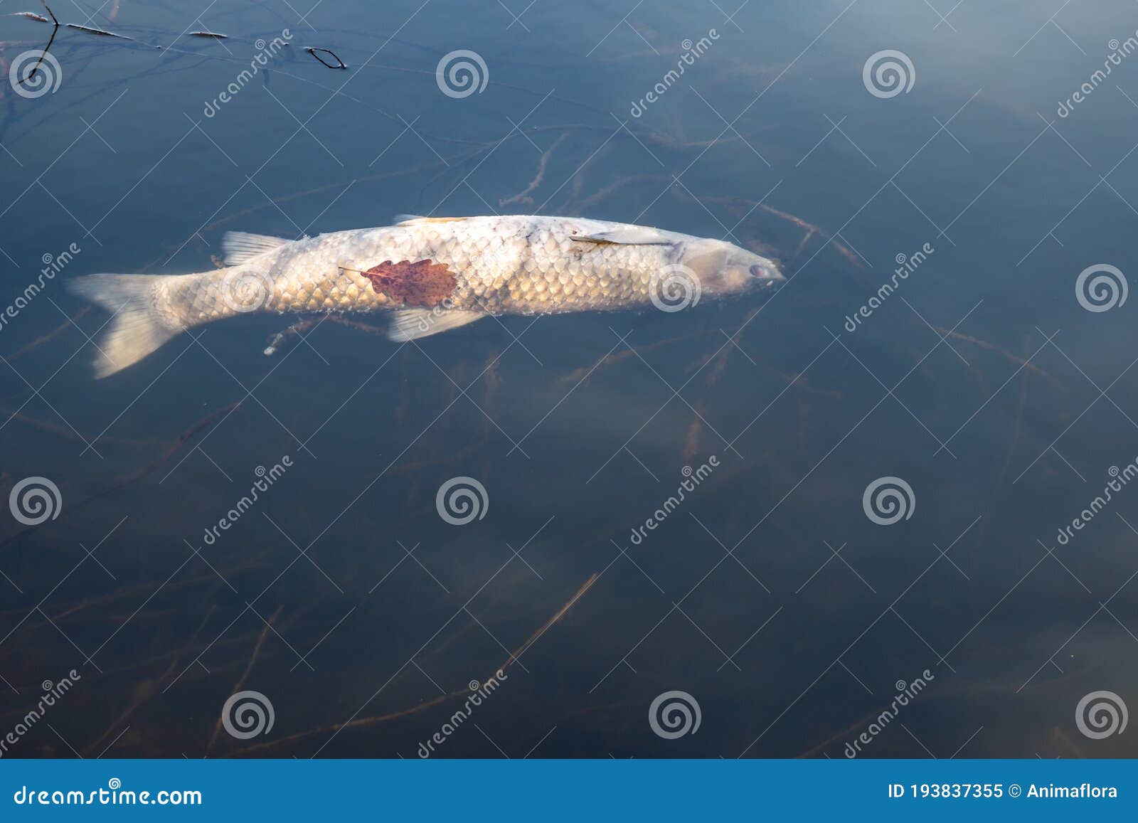 Fish dying lack of oxygen stock image. Image of coast - 193837355