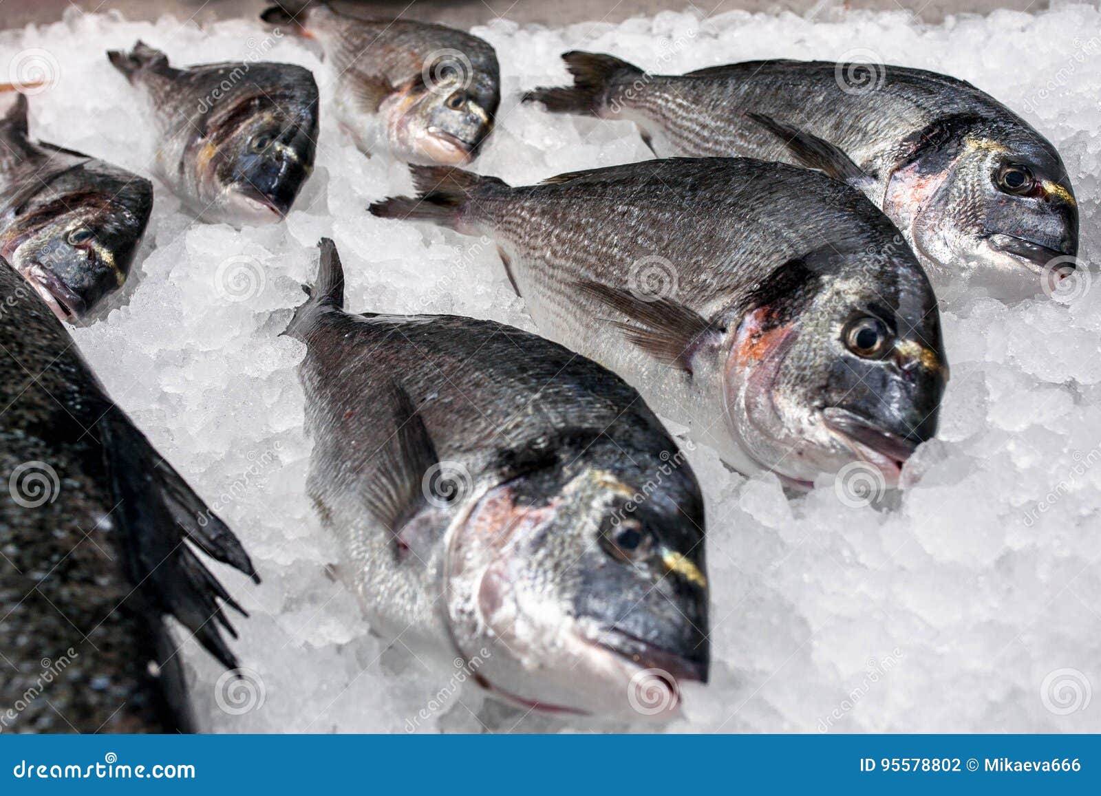 Fish Dynamically Lays among Pieces of Ice Stock Photo - Image of fresh ...