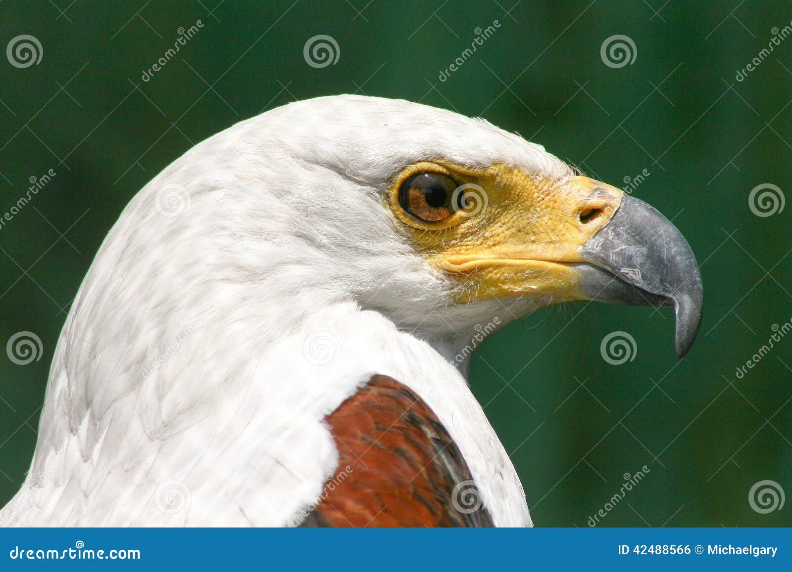 Fish Eagle #1 stock photo. Image of fish, beak, cape - 42488566