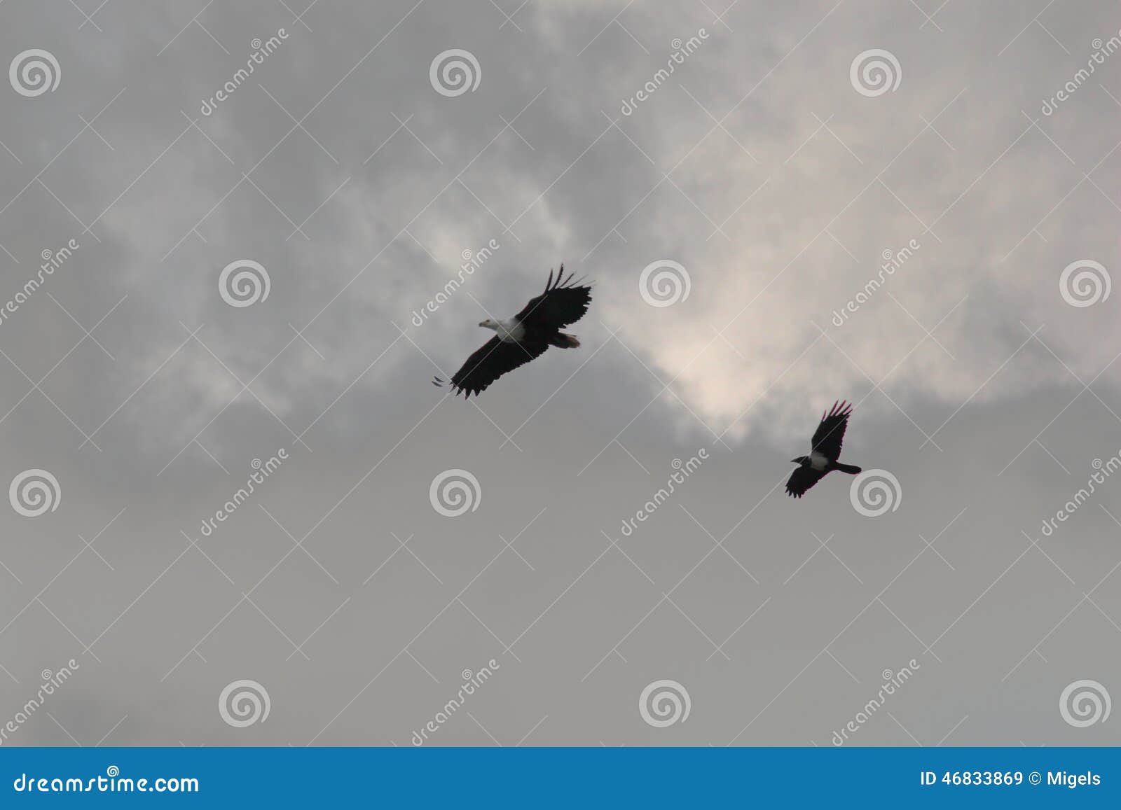 Fish eagle and Crow flight stock image. Image of chasing - 46833869