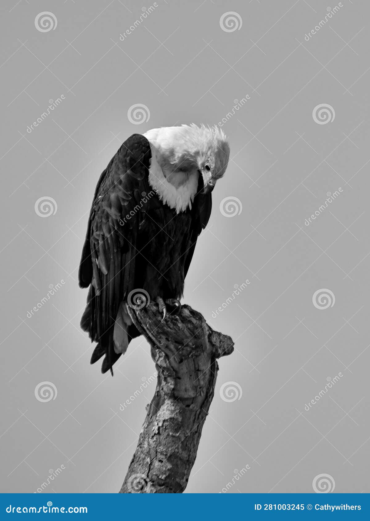 Fish Eagle stock image. Image of bird, wild, cream, predator - 281003245