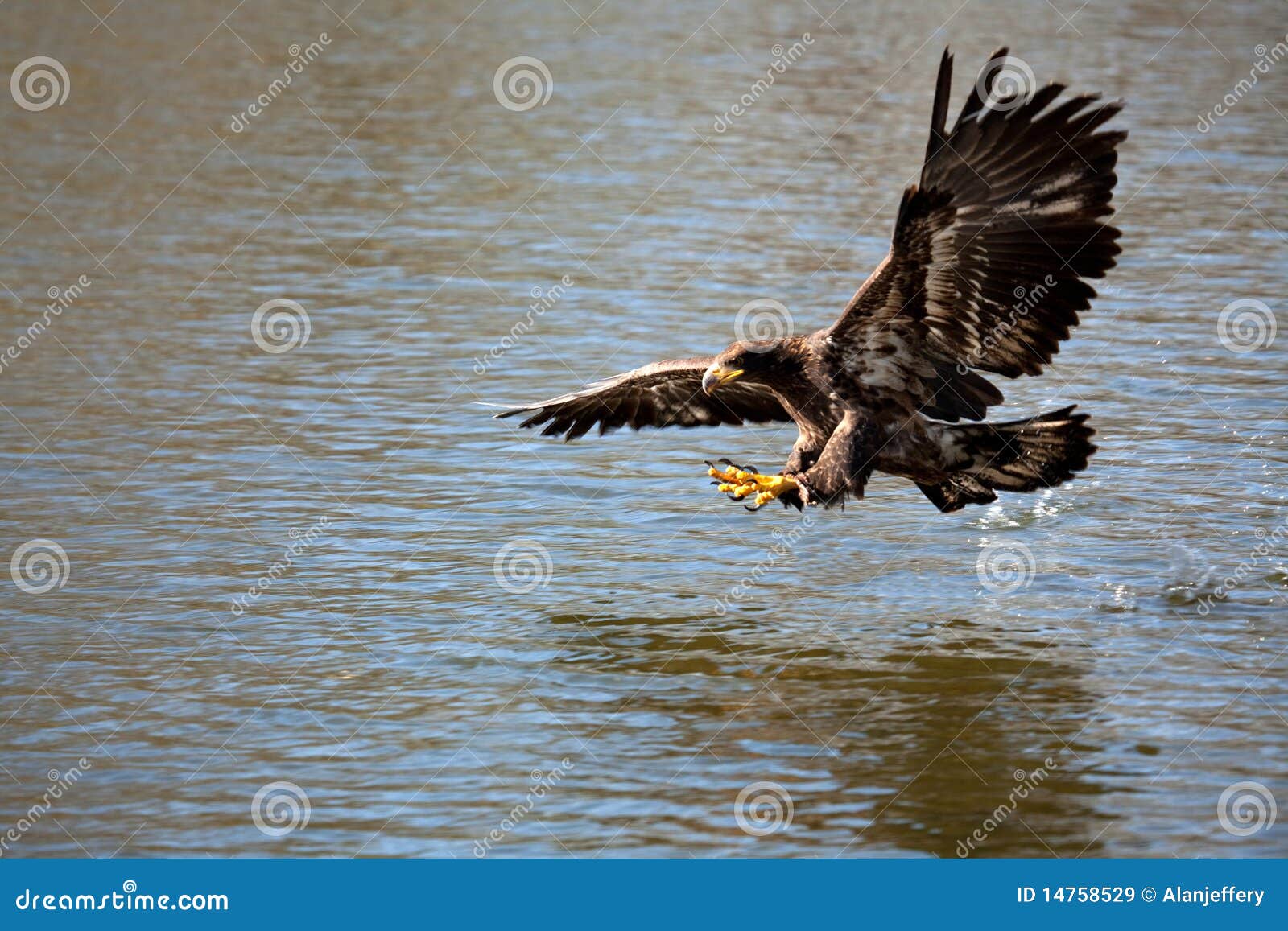 Golden Eagle Hunting Fish