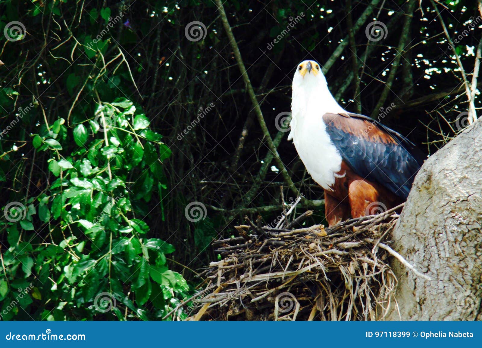 Fish eagle stock image. Image of eagle, fish, nest, africa - 97118399