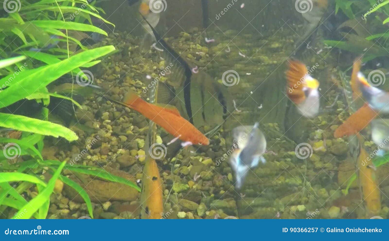 Fish Eat Worms in a Home Aquarium Stock Video - Video of decoration ...