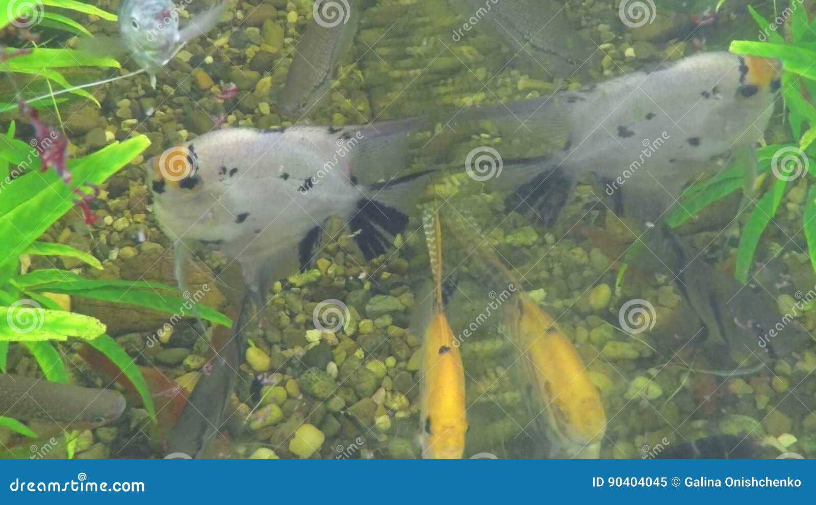 Fish Eat Worms in a Home Aquarium Stock Video - Video of bright, food ...