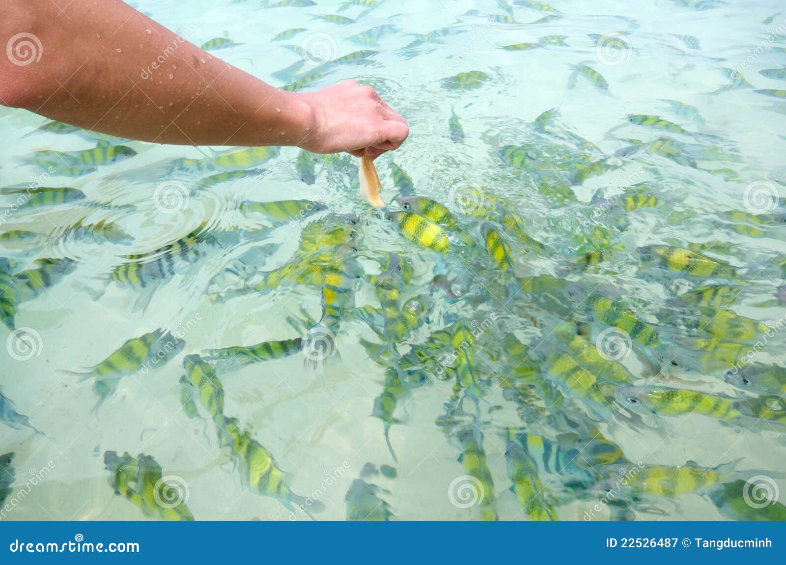 Fish eating stock image. Image of blue, thailand, eating - 22526487