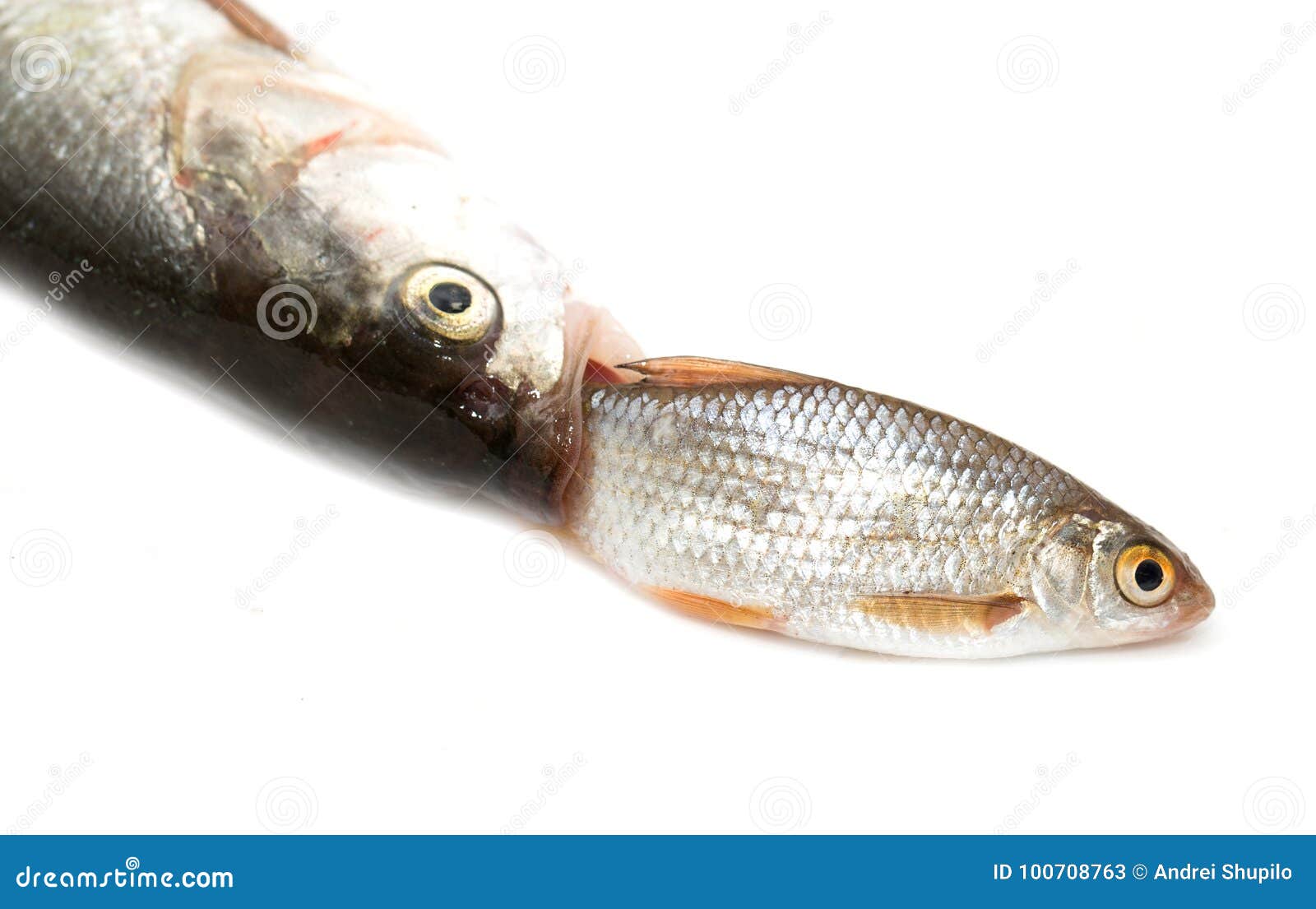 Fish eating another fish stock image. Image of beautiful - 100708763