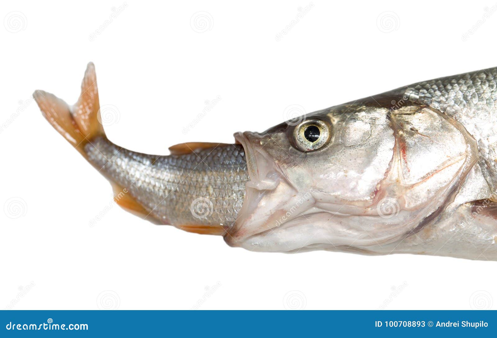 Fish eating another fish stock image. Image of animal - 100708893