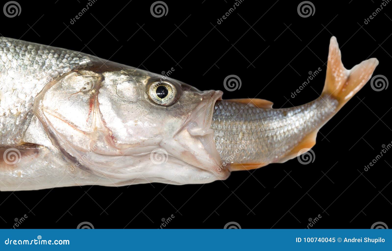 Fish eating another fish stock image. Image of ocean - 100740045
