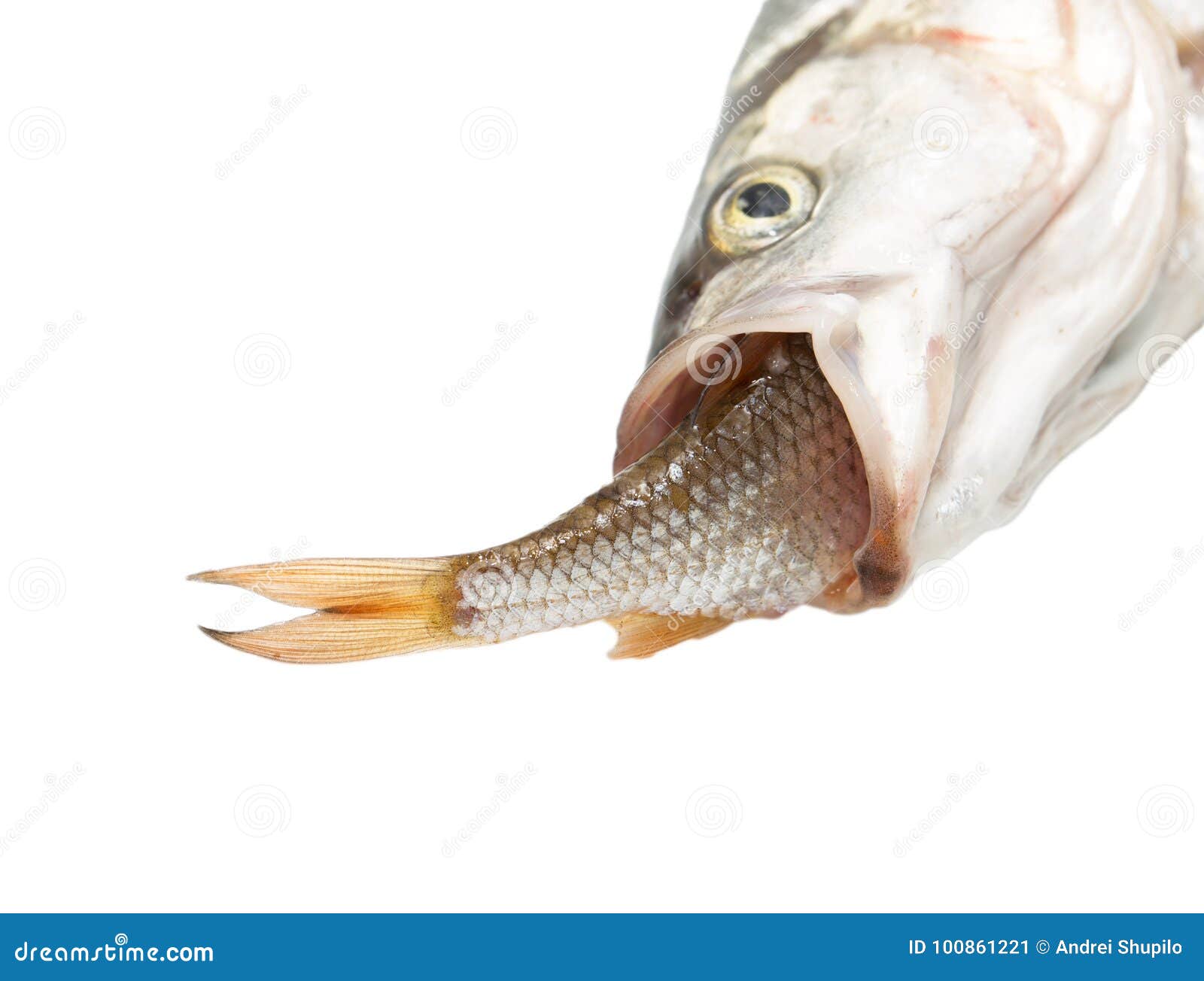 Fish eating another fish stock image. Image of life - 100861221