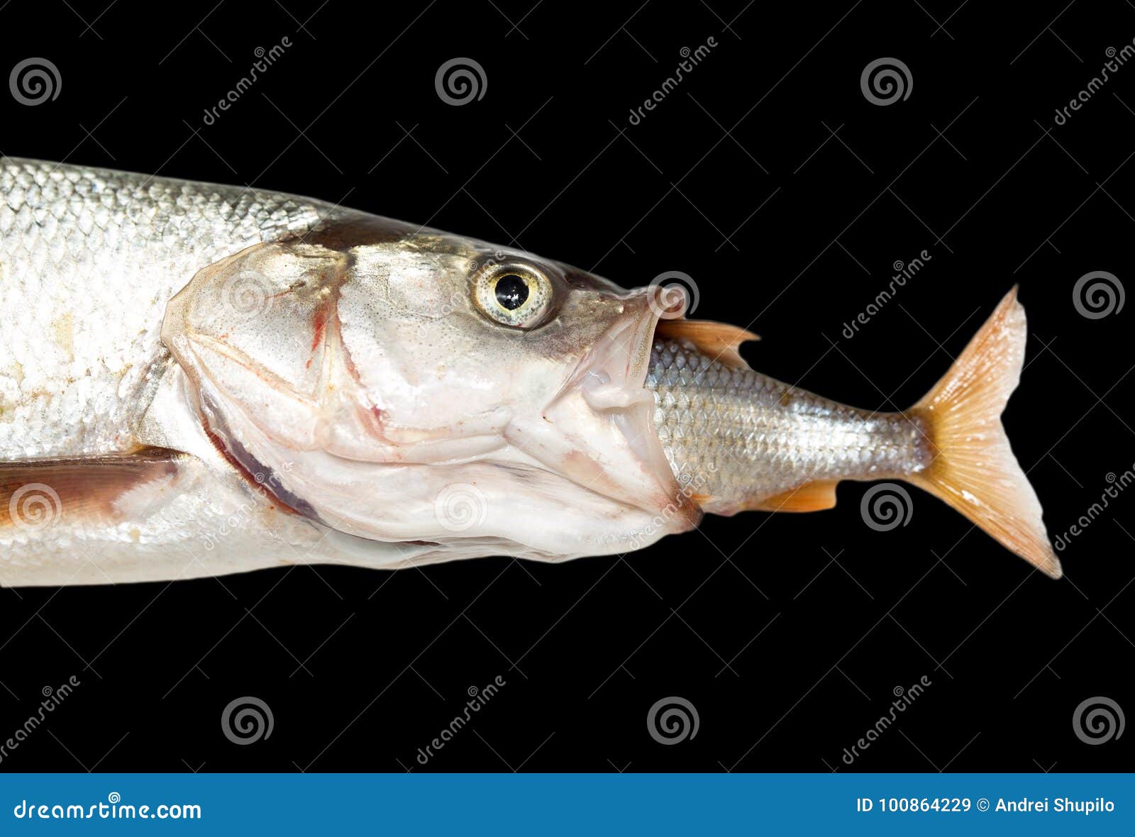 Fish eating another fish stock image. Image of amphibians - 100864229