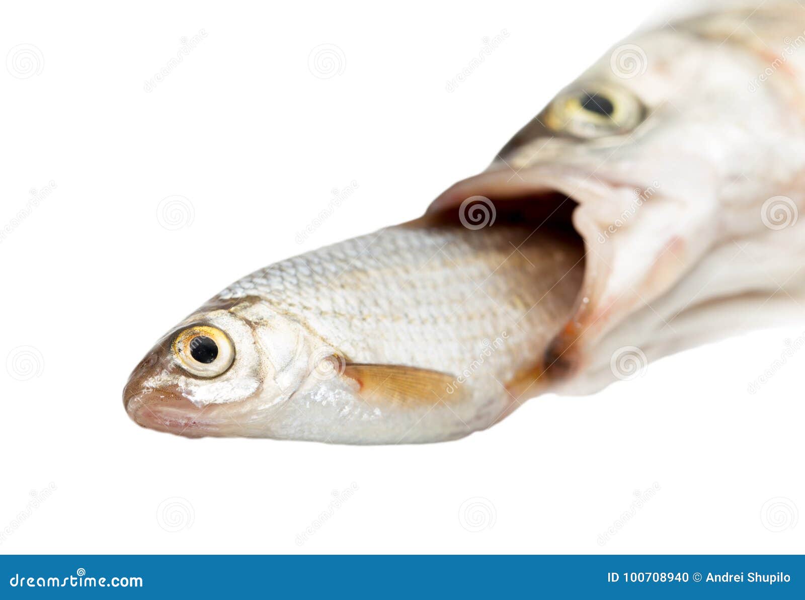 Fish Eating Another Fish