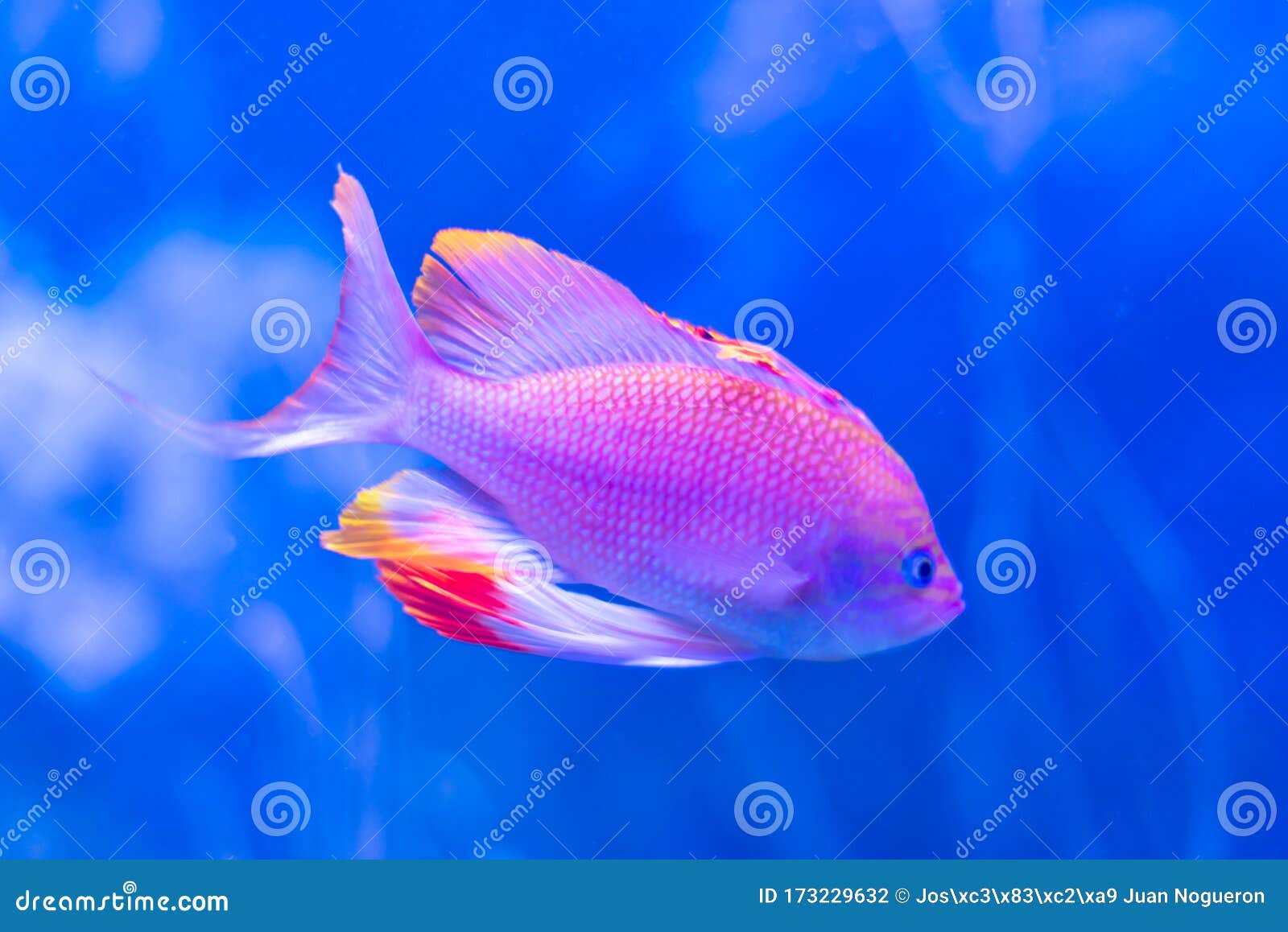 Fish Eating in the Aquarium Stock Photo - Image of beautiful, tank ...