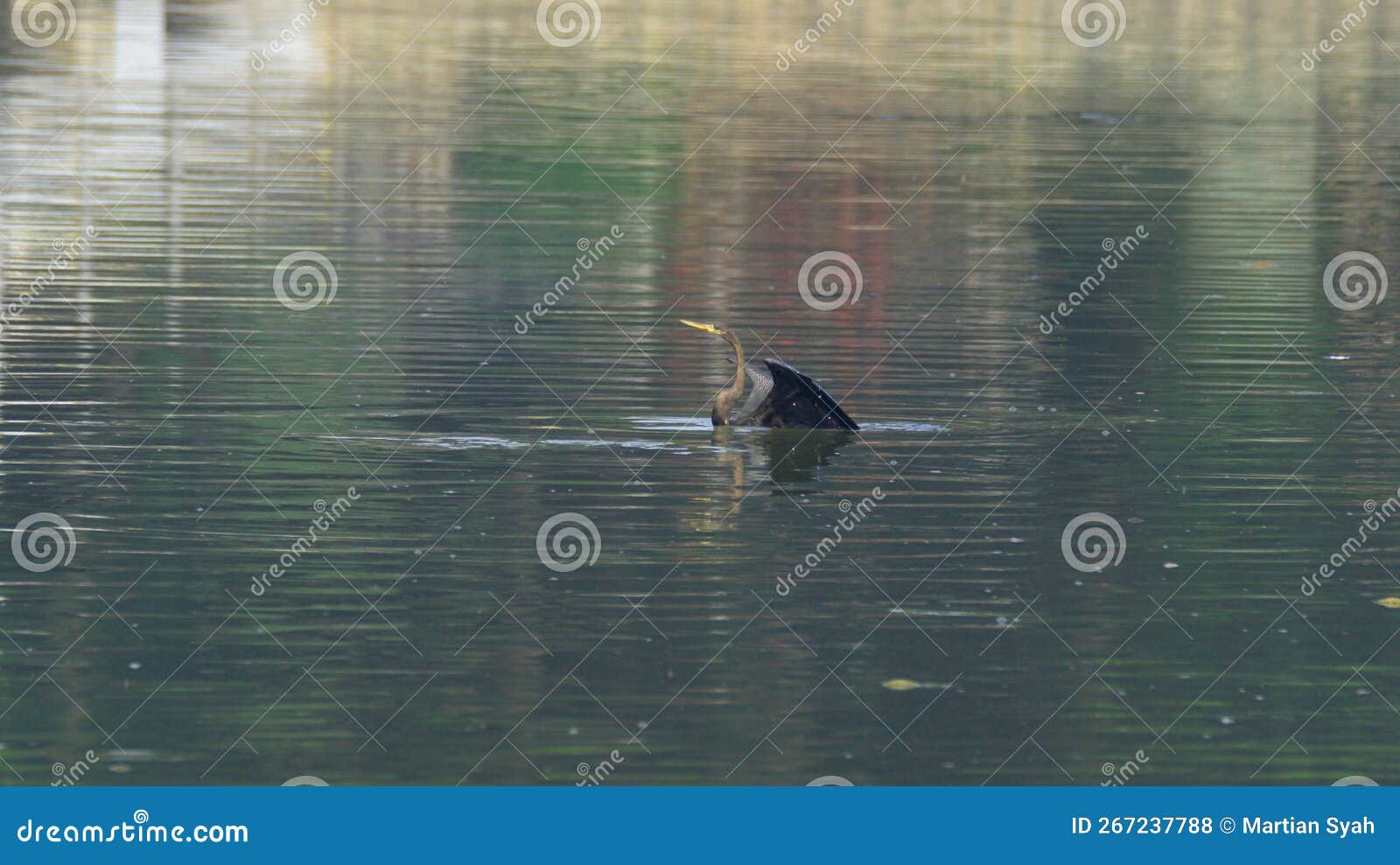 Fish-eating bird stock photo. Image of ducks, animal - 267237788