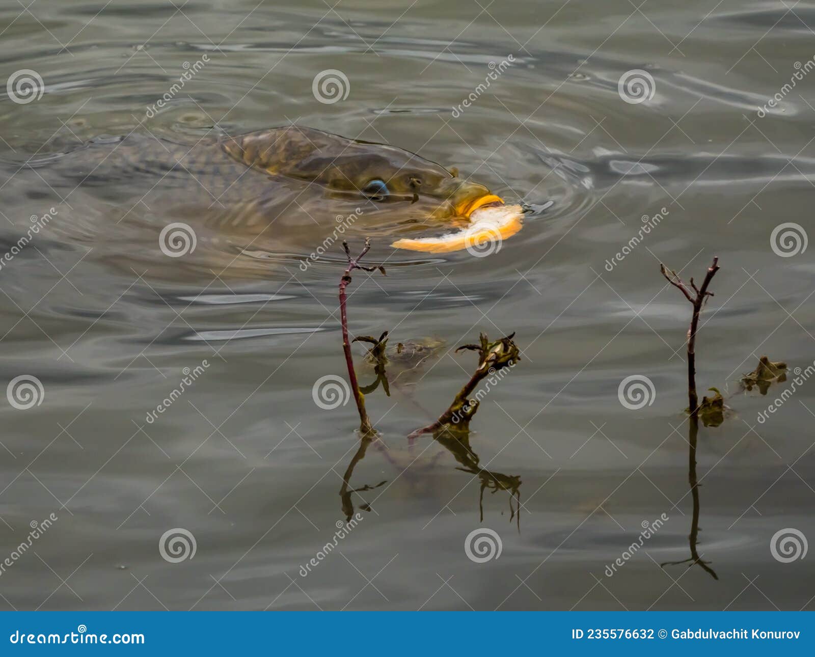 Fish Eating Bread in Lake Water Stock Photo - Image of fish ...