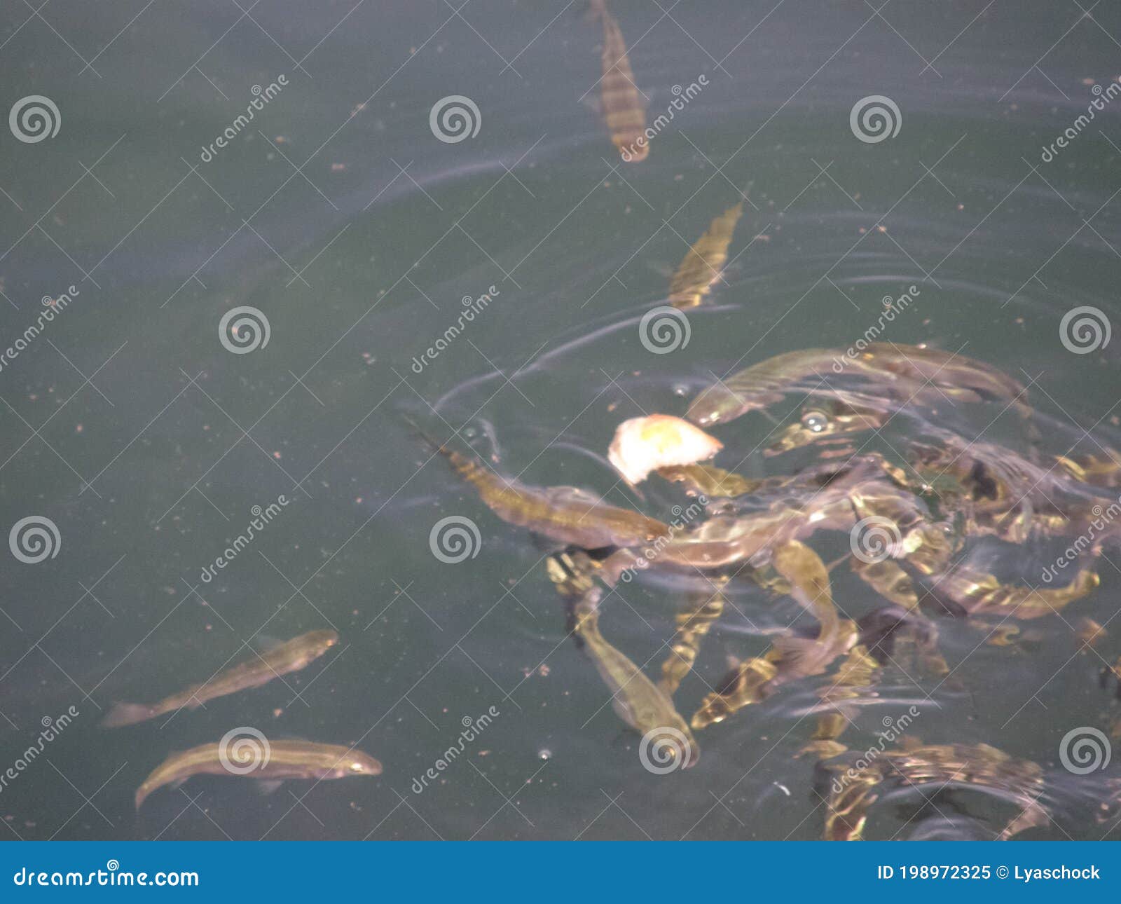 Fish are Eating Bread Thrown into the Water Stock Image - Image of ...