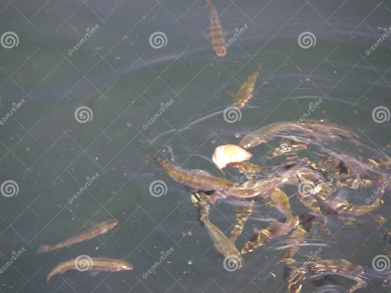 Fish are Eating Bread Thrown into the Water Stock Image - Image of ...