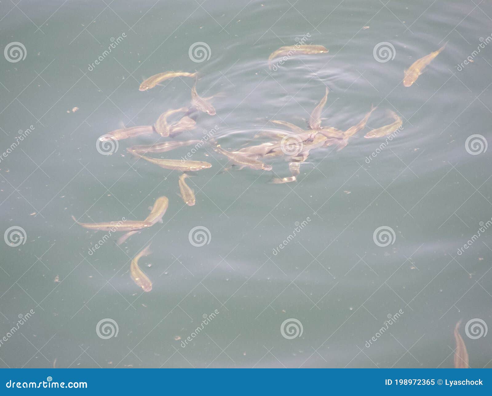 Fish are Eating Bread Thrown into the Water Stock Image - Image of ...