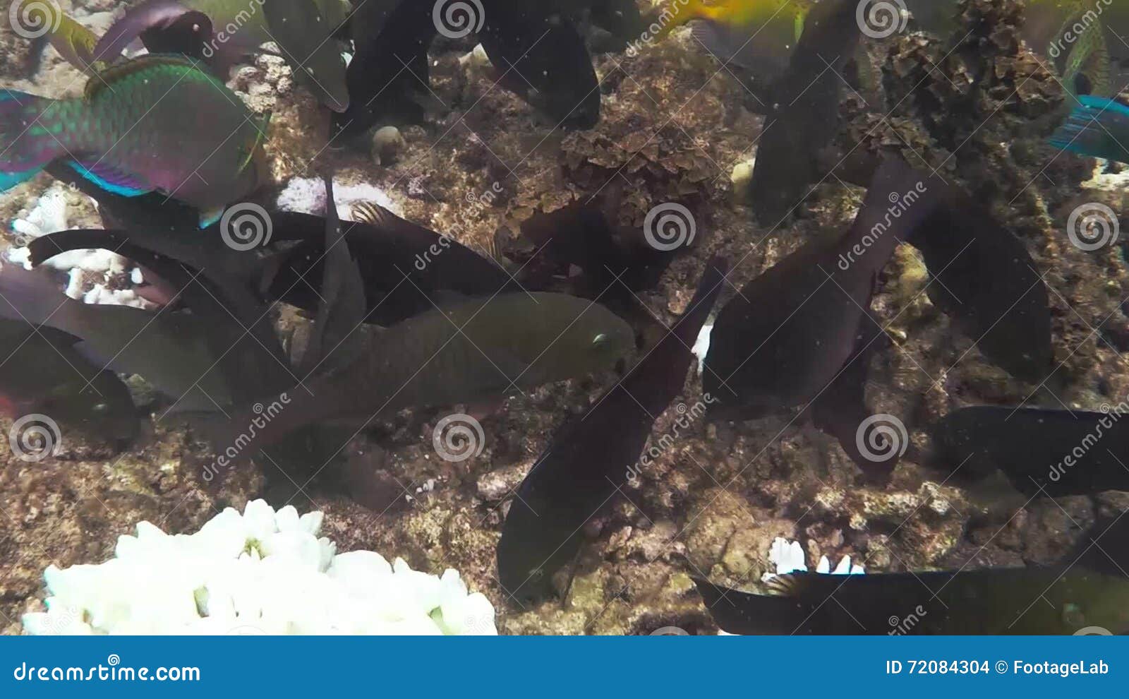 Fish Eating Coral Reef Underwater Stock Footage - Video of sweetlips ...