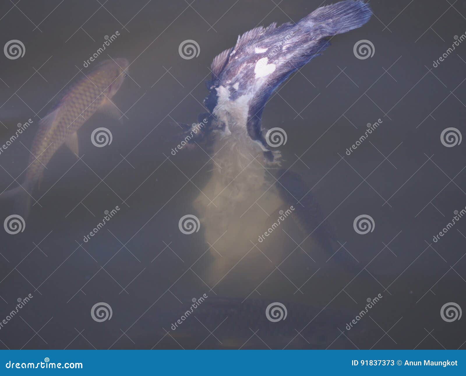 Fish is eating dead fish stock image. Image of open, eating - 91837373