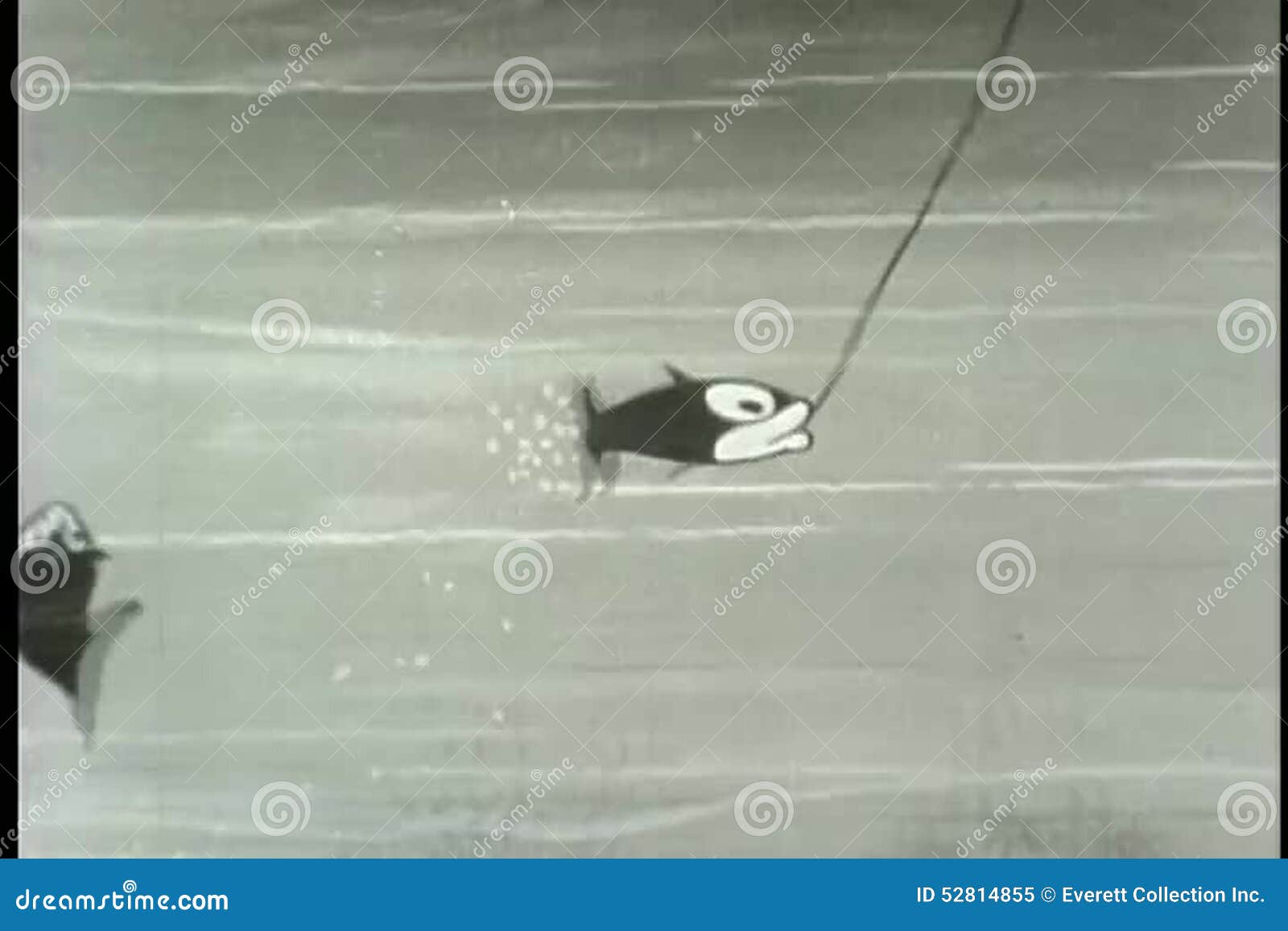 Fish Eating Each Other on Fish Hook Stock Video - Video of open, funny ...