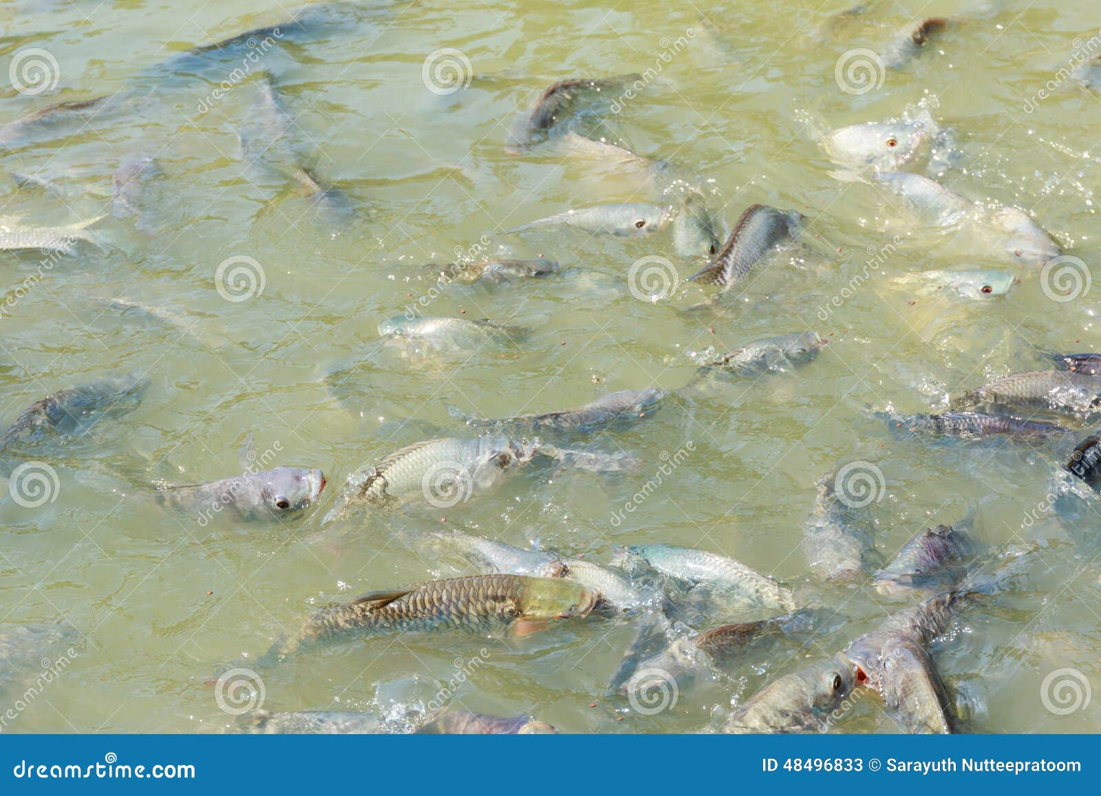 Fish Eating Fish Food at Surface Water Stock Image - Image of leisure ...