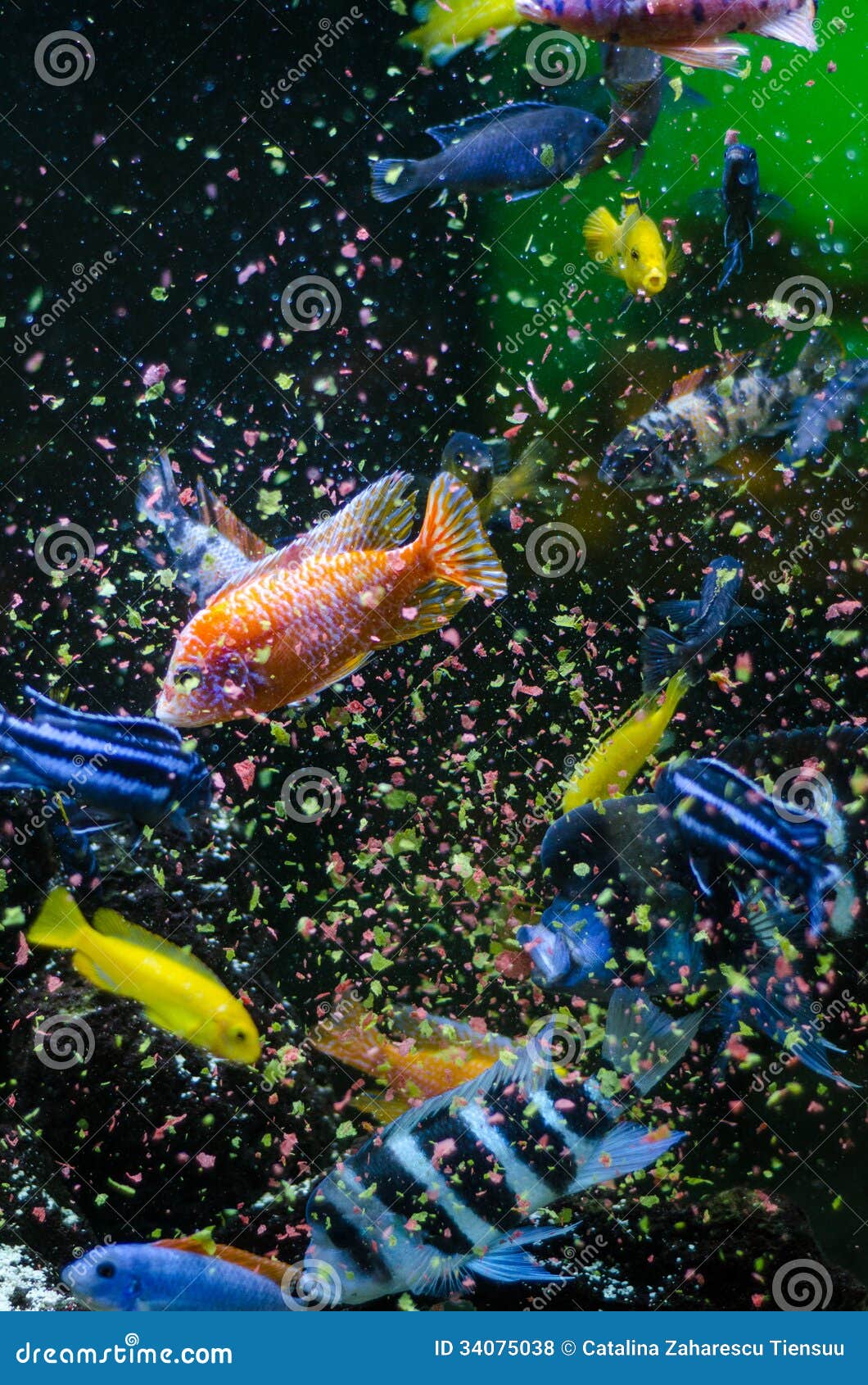 Fish eating flakes food stock photo. Image of exotic - 34075038