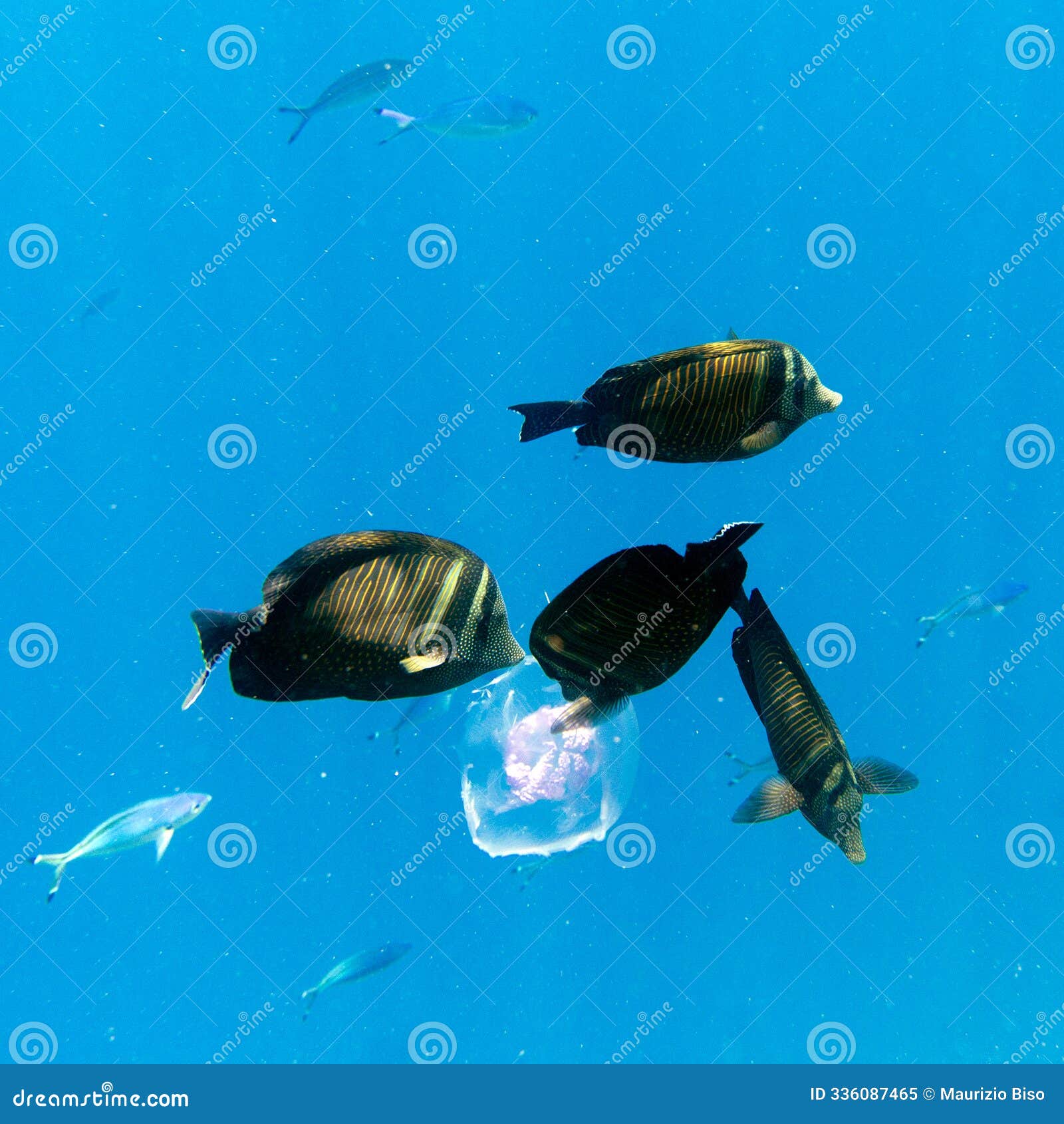Fish Eating Jellyfish in Coral Reef Stock Image - Image of egypt ...