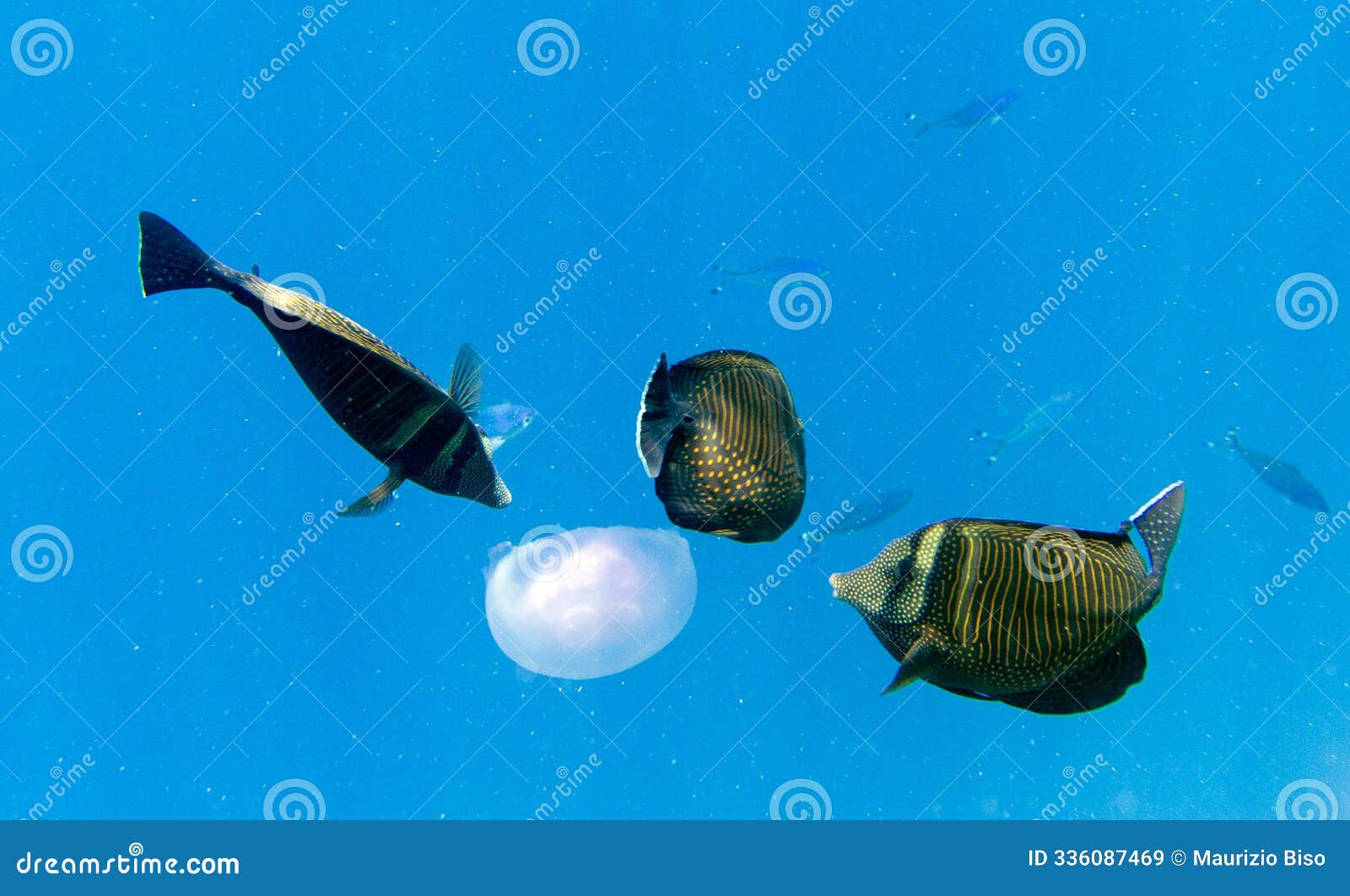 Fish Eating Jellyfish in Coral Reef Stock Image - Image of rest, water ...