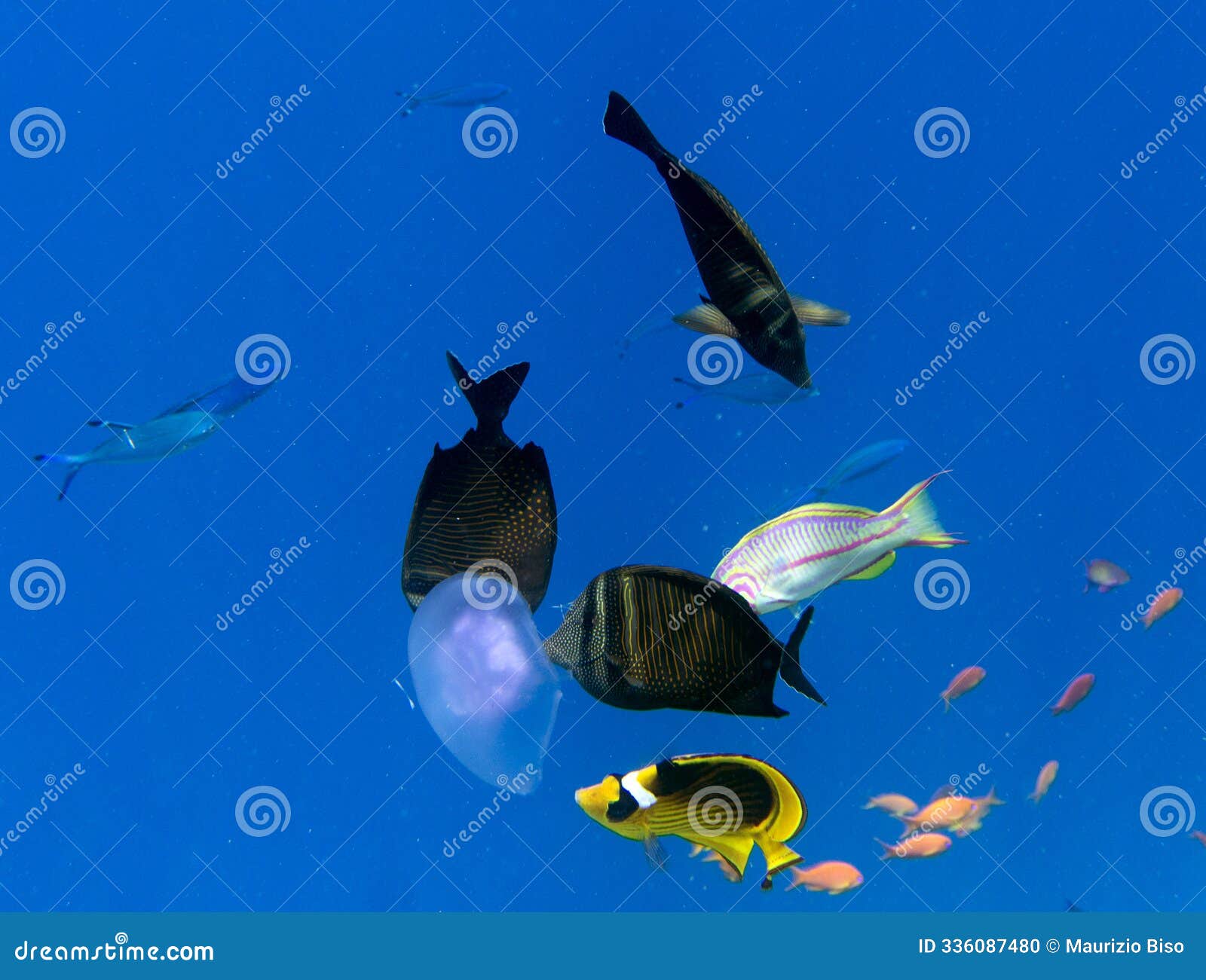 Fish Eating Jellyfish in Coral Reef Stock Photo - Image of fish, nature ...