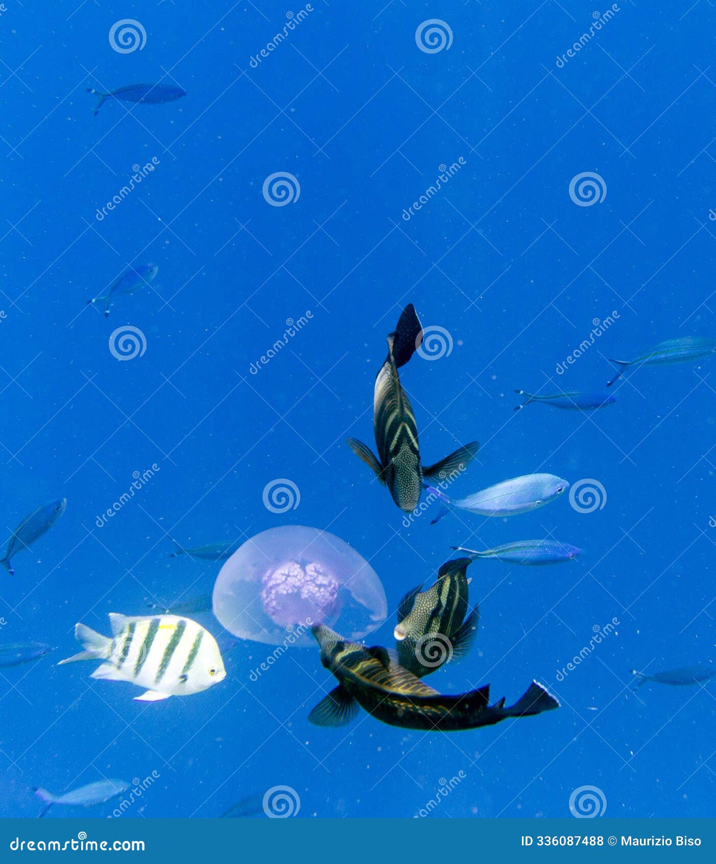 Fish Eating Jellyfish in Coral Reef Stock Photo - Image of natural ...