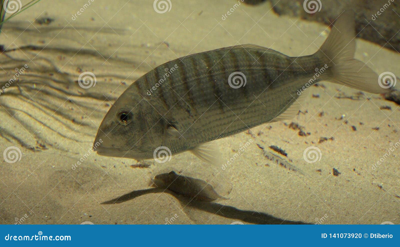 Fish Eating Sand Underwater Stock Footage - Video of water, eating ...