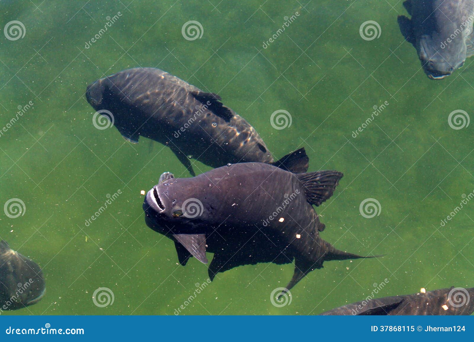 Fish eating on water stock image. Image of miami, wilderness - 37868115