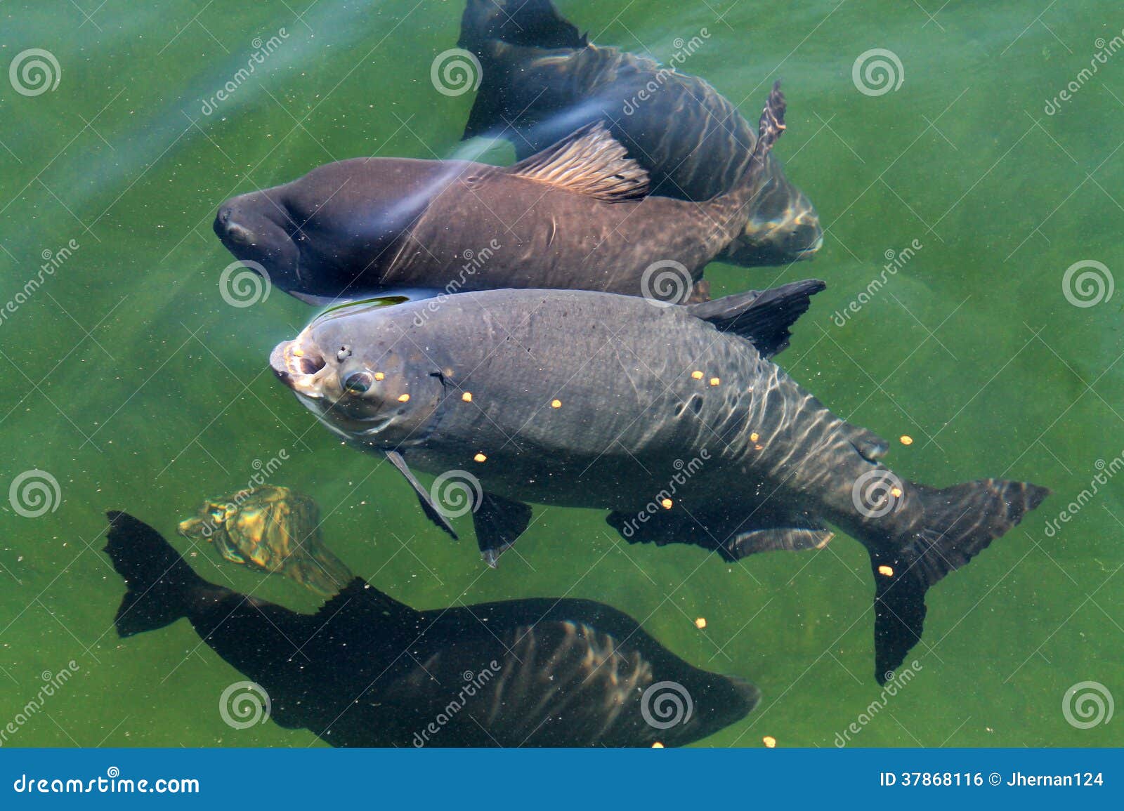 Fish eating on water stock photo. Image of lake, flippers - 37868116