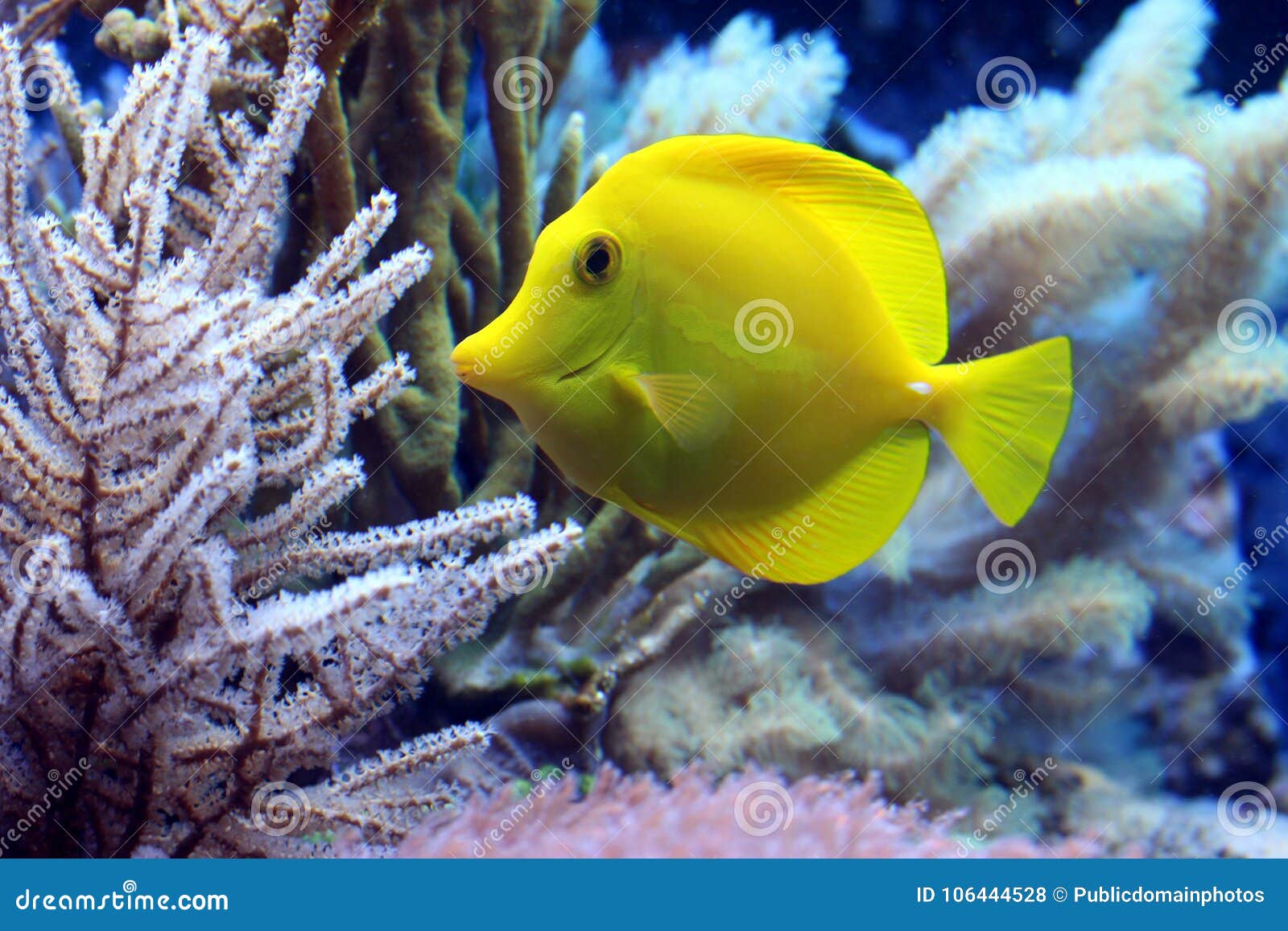 Fish, Ecosystem, Coral Reef Fish, Marine Biology Picture. Image: 106444528