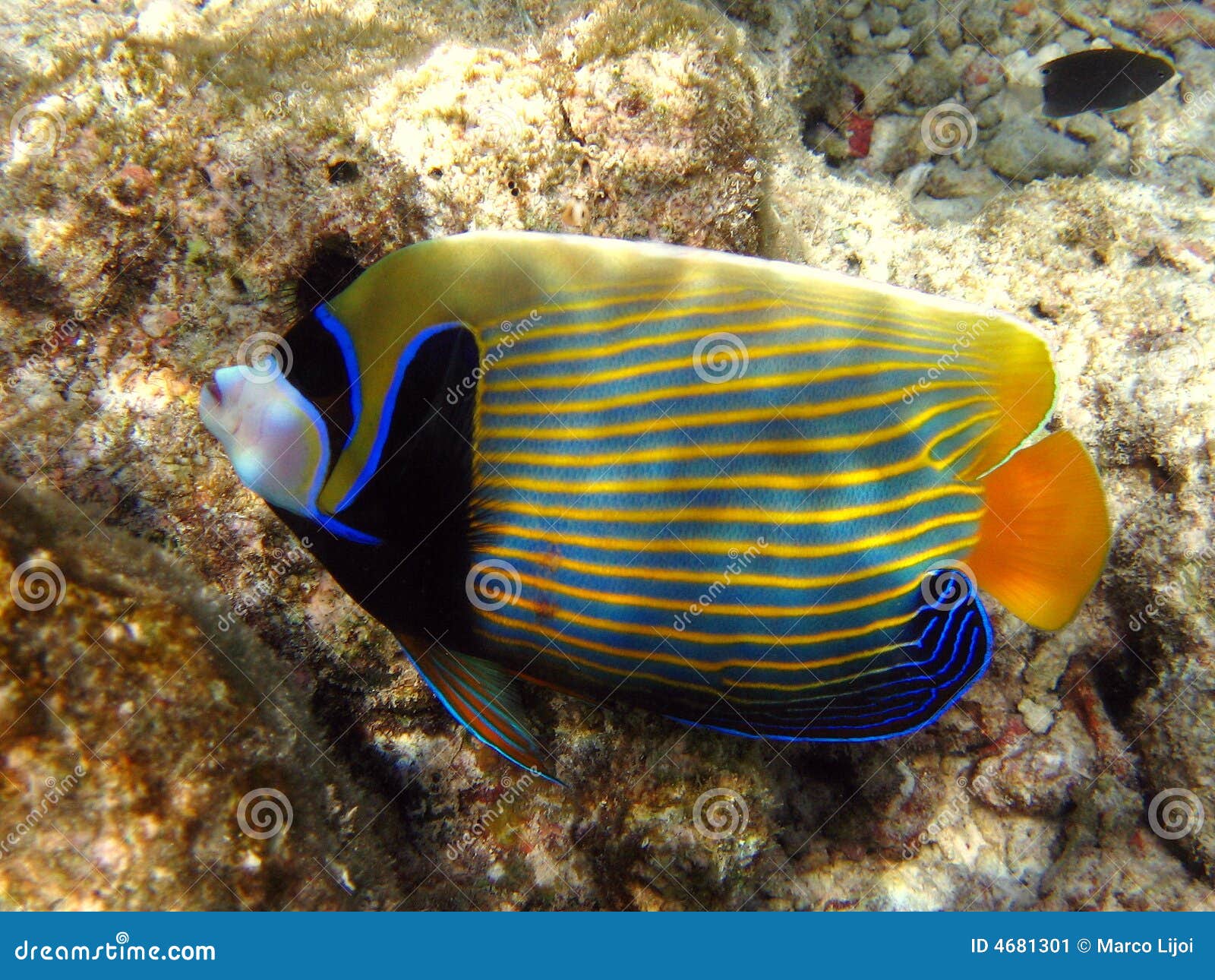 Fish : Emperor Angelfish stock image. Image of blue, coral - 4681301