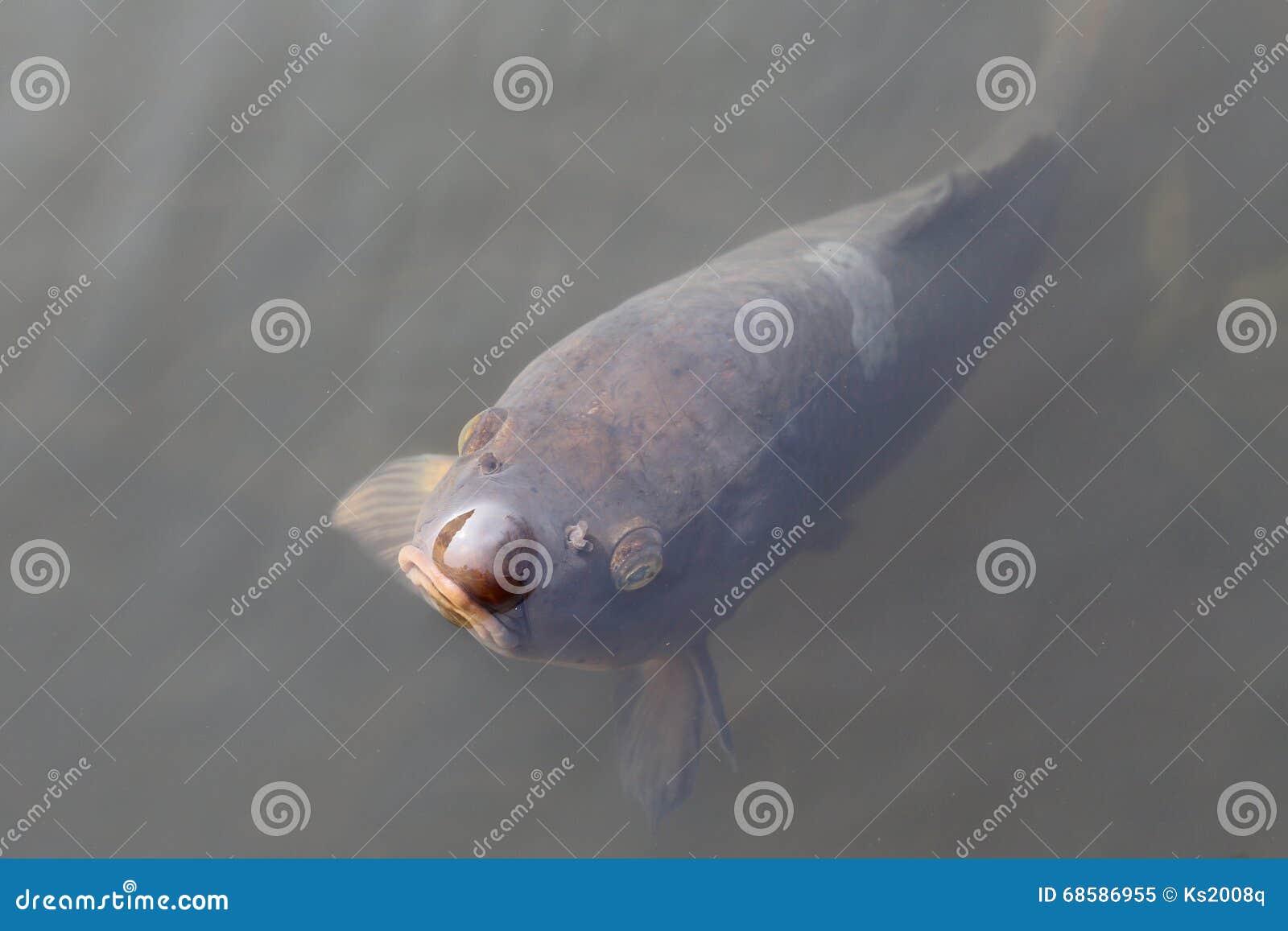 Fish in the Emperor Pond of Tokyo, Japan Stock Image - Image of gray ...