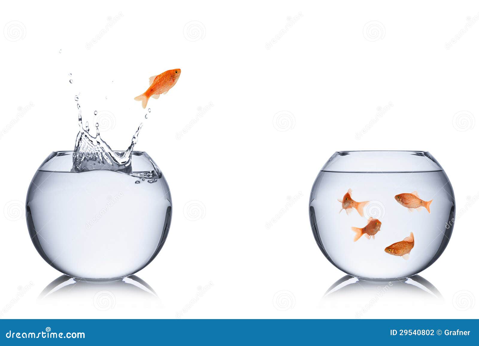 Fish escape stock photo. Image of tank, aquarium, flying - 29540802