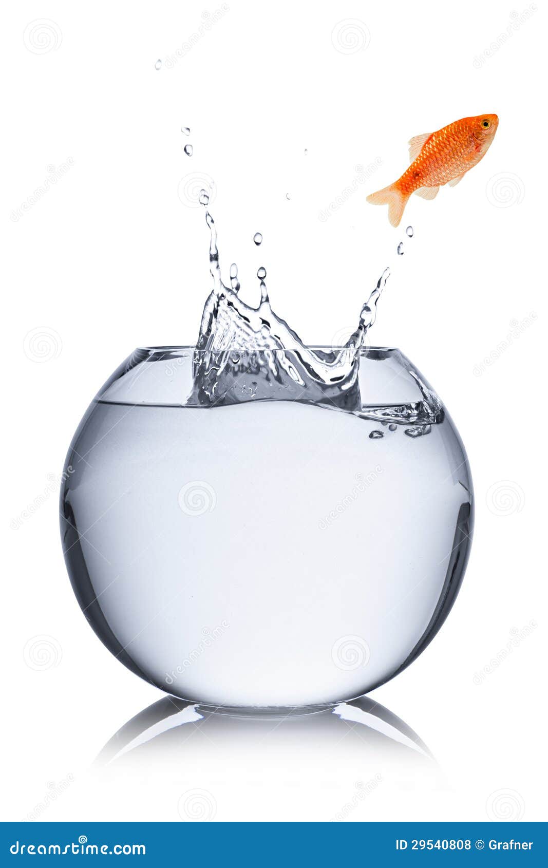 Fish escape stock photo. Image of fishes, concept, tank - 29540808