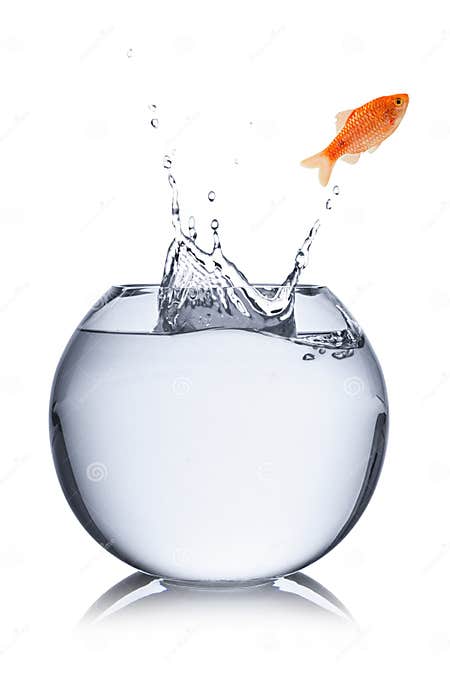 Fish escape stock photo. Image of fishes, concept, tank - 29540808