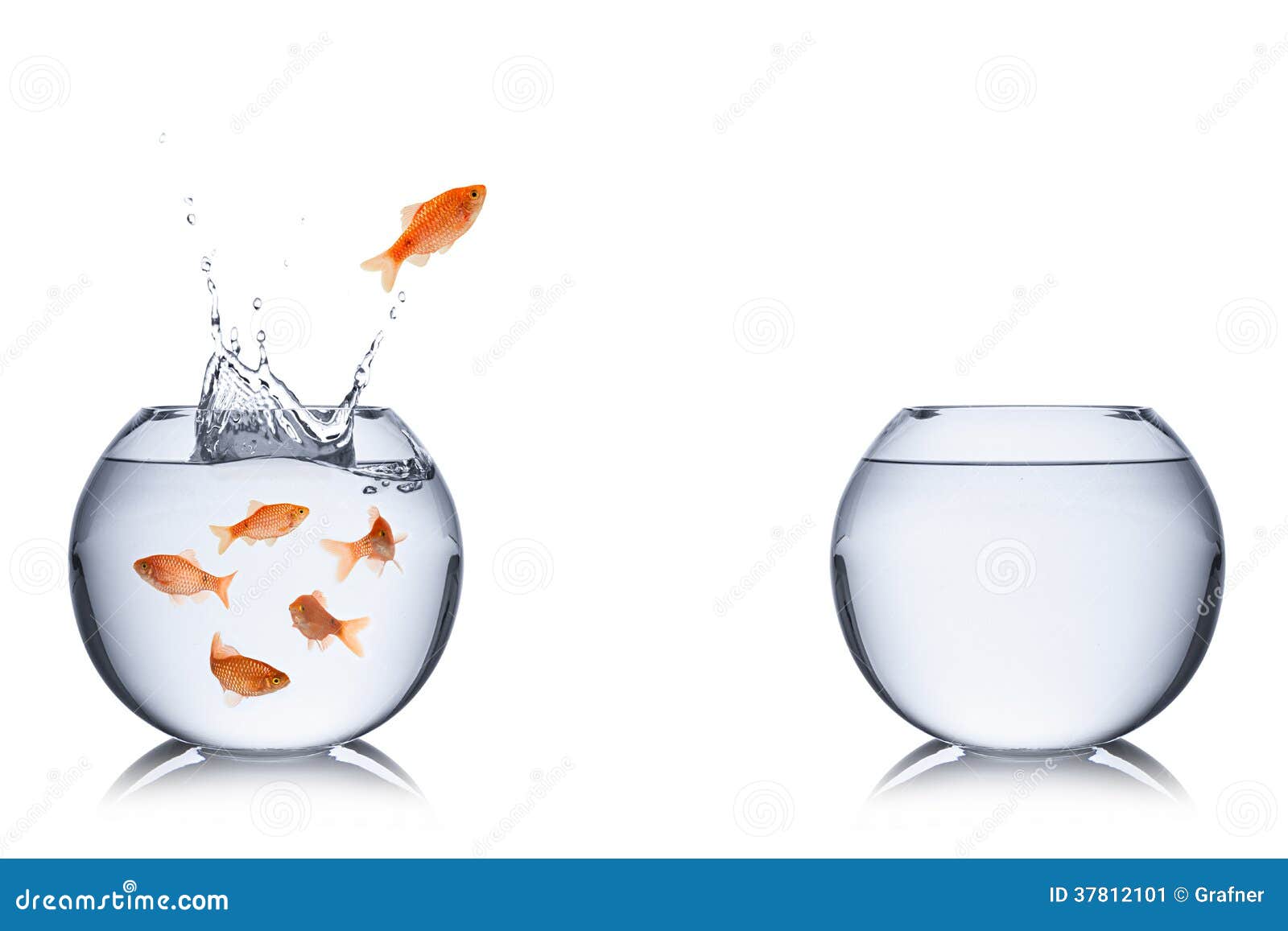 Fish escape stock image. Image of aquarium, gold, goldfish - 37812101