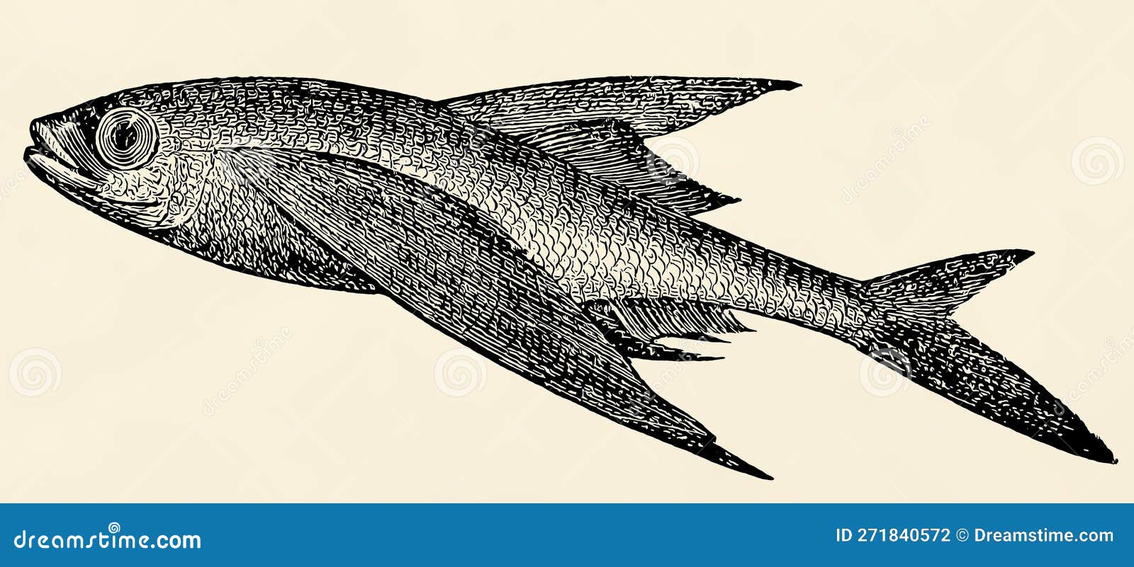 The Fish - Exocoetus Volitans. Stock Illustration - Illustration of ...