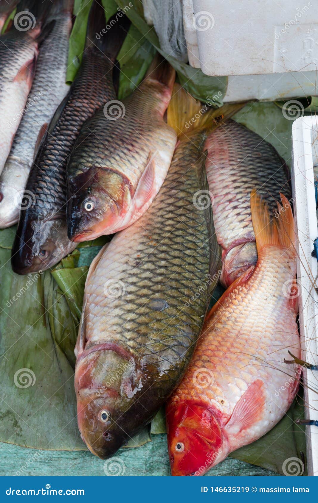 Bigeye Tuna On The Wood Palette On The Fish Market On Maafushi Island ...