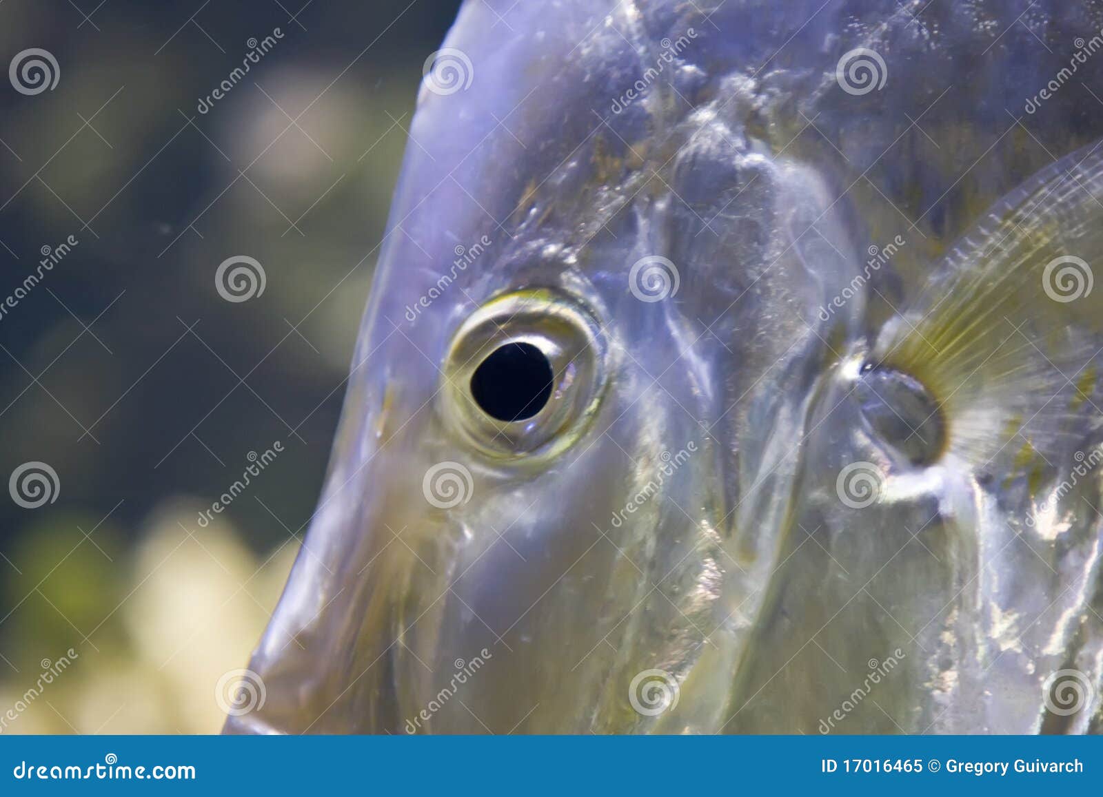 Fish eye stock image. Image of macro, nature, aquarium - 17016465