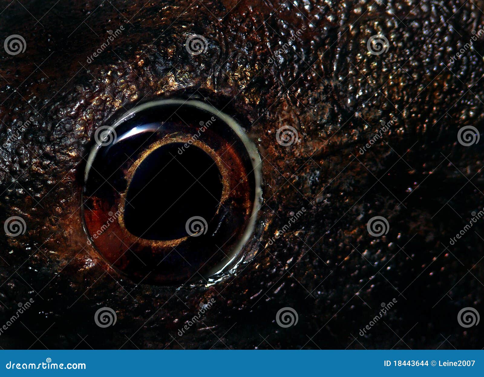 Fish eye stock photo. Image of ocean, fishing, food, life - 18443644