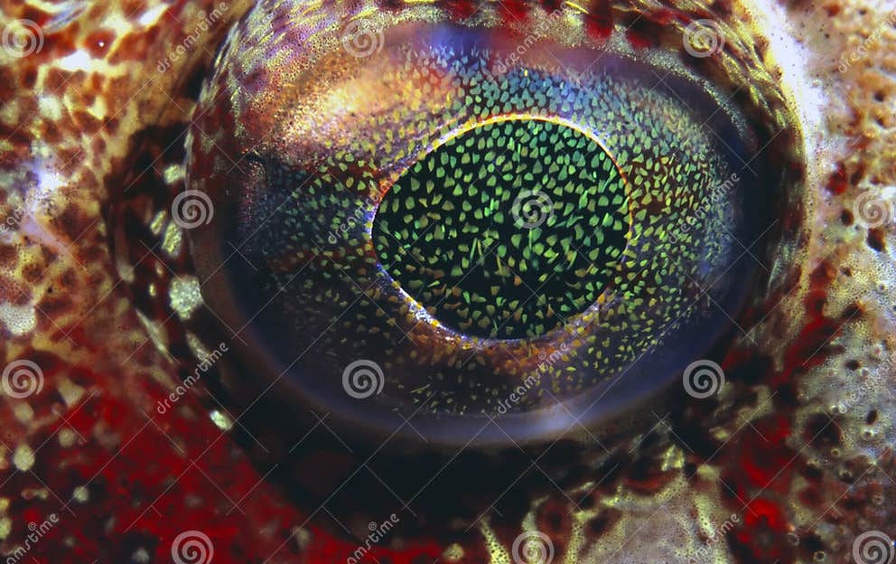 Fish Eye stock photo. Image of creature, fish, underwater - 350872