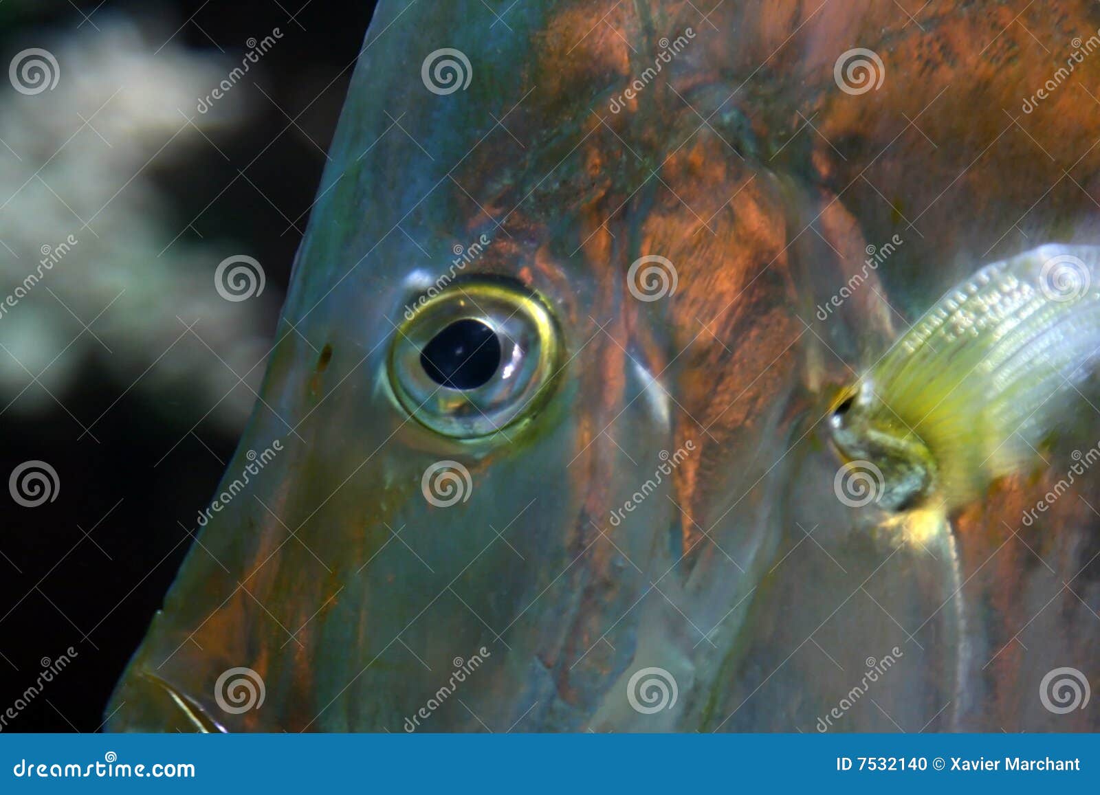 Fish eye stock photo. Image of black, water, fish, macro - 7532140