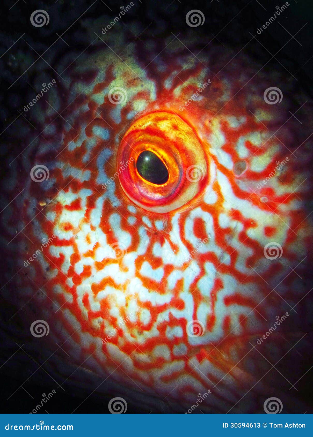 Fish Eye stock image. Image of fish, scotland, wildlife - 30594613